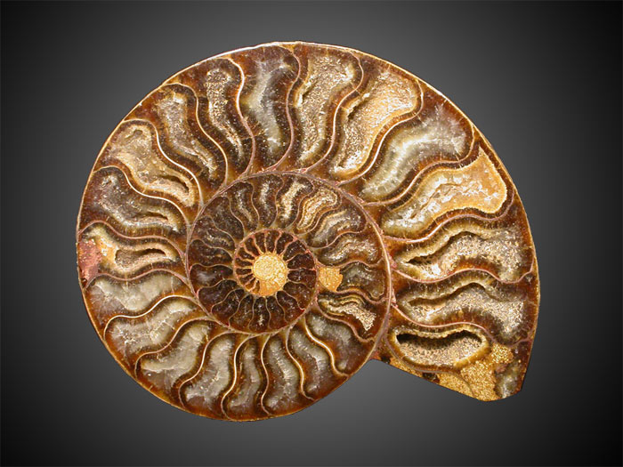 Siber + Siber | fossils-ammonites