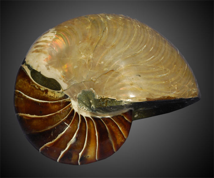 Siber + Siber | fossils-ammonites