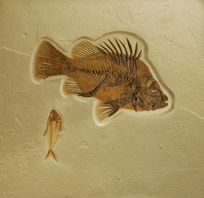 Siber + Siber | fossils-fish