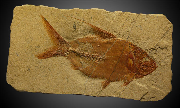 Siber + Siber | fossils-fish